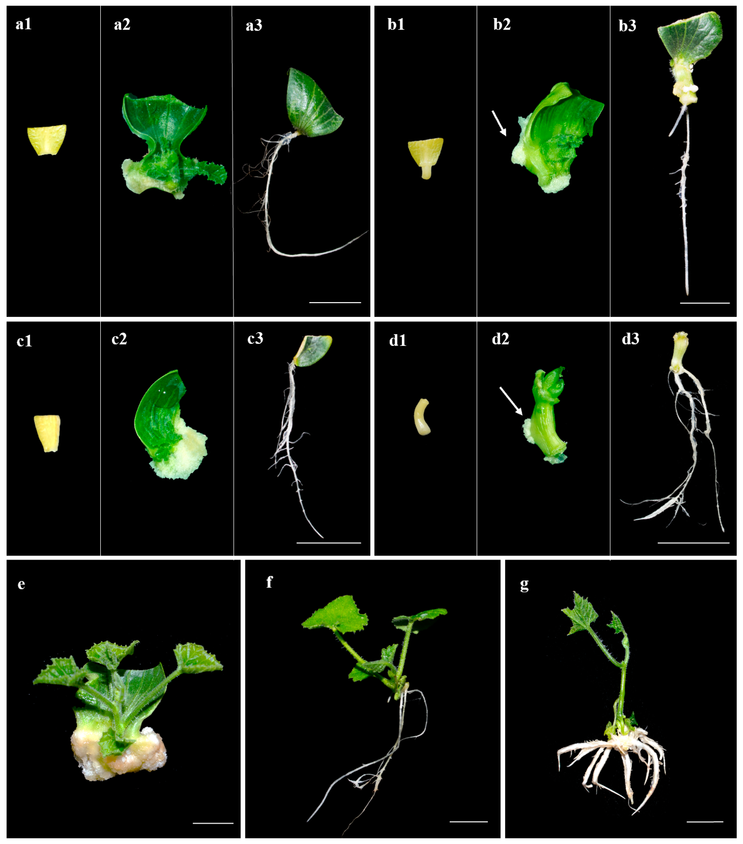 Optimization of an Efficient Direct Shoot Induction System and ...