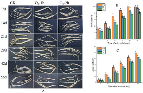 Effects of Ozone Treatment on Postharvest Mucor Rot of Codonopsis ...