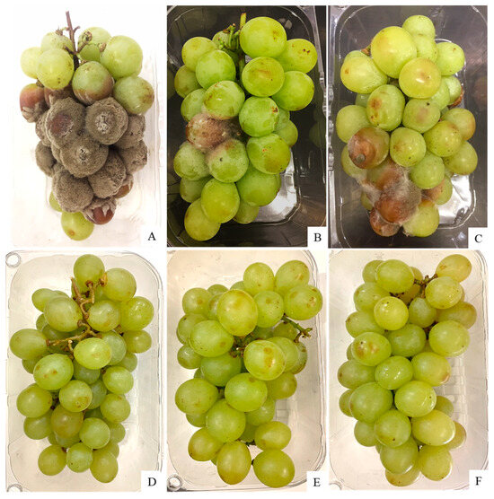 Horticulturae | Free Full-Text | Active Packaging Systems to Extend the Shelf Life of ‘Italia ...