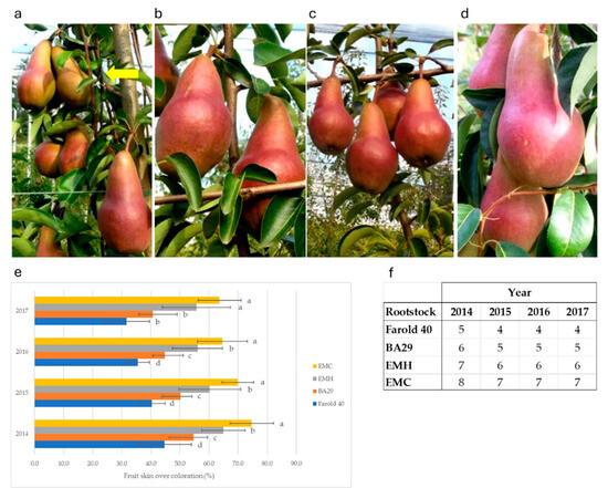 Productivity and Fruit Quality of ‘FalstaffPBR’ Pear Variety Grafted on ...