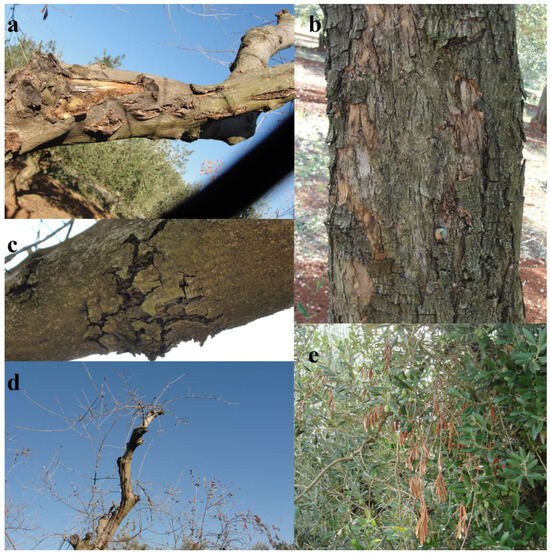 Identification and Pathogenicity of Biscogniauxia and Sordaria Species ...