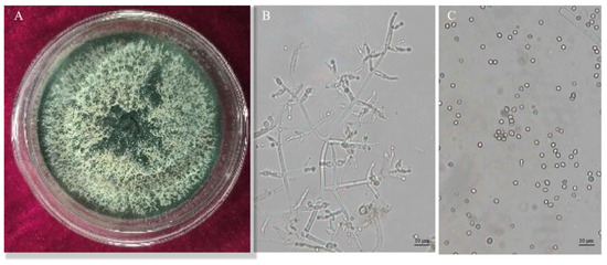 Biocontrol Potential of Trichoderma asperellum CMT10 against Strawberry Root Rot Disease