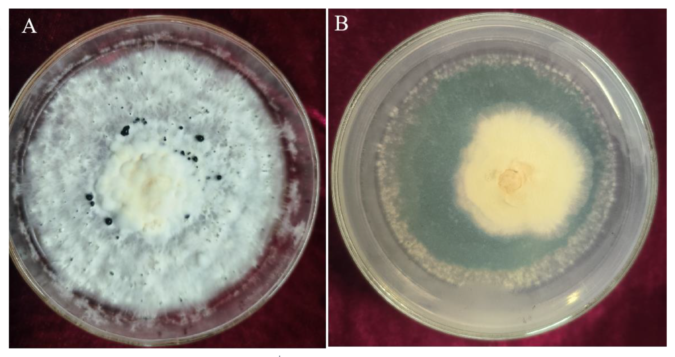 Biocontrol Potential of Trichoderma asperellum CMT10 against Strawberry Root Rot Disease