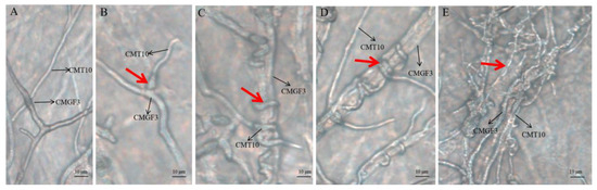 Biocontrol Potential of Trichoderma asperellum CMT10 against Strawberry Root Rot Disease