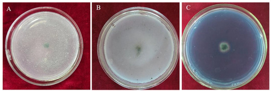Biocontrol Potential of Trichoderma asperellum CMT10 against Strawberry Root Rot Disease