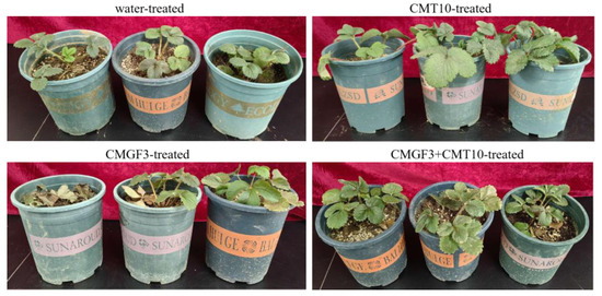 Biocontrol Potential of Trichoderma asperellum CMT10 against Strawberry Root Rot Disease