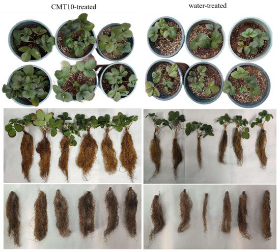 Biocontrol Potential of Trichoderma asperellum CMT10 against Strawberry Root Rot Disease