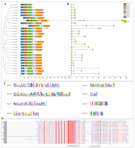 Genome-Wide Identification of the PEBP Family Gene in Three Cymbidium ...