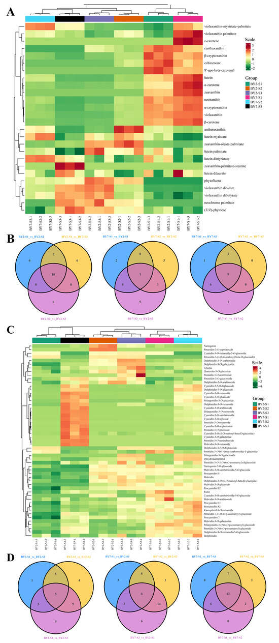 Horticulturae | Free Full-Text | Comparative Metabolomic and Transcriptomic Analysis Reveals ...