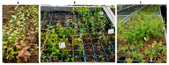 Organogenesis of Plant Tissues in Colchicine Allows Selecting in Field ...