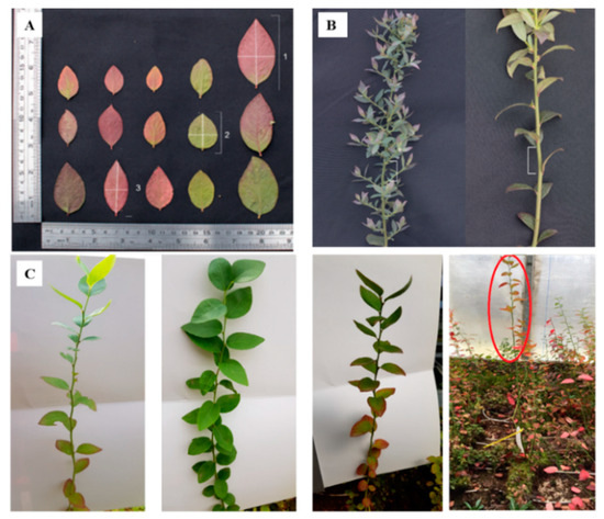 Organogenesis of Plant Tissues in Colchicine Allows Selecting in Field ...