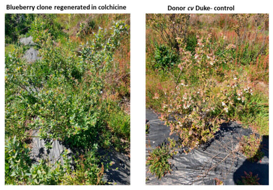 Organogenesis of Plant Tissues in Colchicine Allows Selecting in Field ...