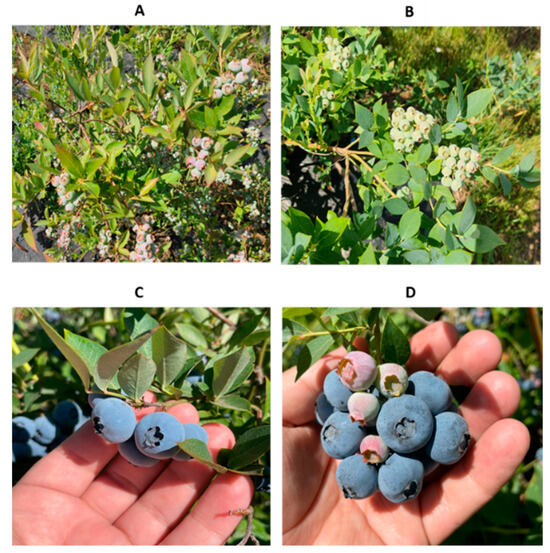 Organogenesis of Plant Tissues in Colchicine Allows Selecting in Field Trial Blueberry ...