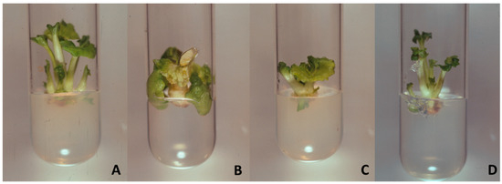 A Review on Flower Bulb Micropropagation: Challenges and Opportunities
