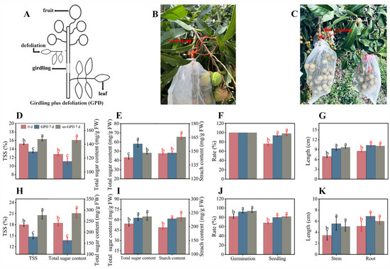 Sugar Receding in Aril Benefits the Recalcitrant Seeds of Litchi ...