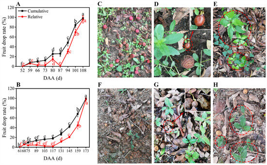 Sugar Receding in Aril Benefits the Recalcitrant Seeds of Litchi ...