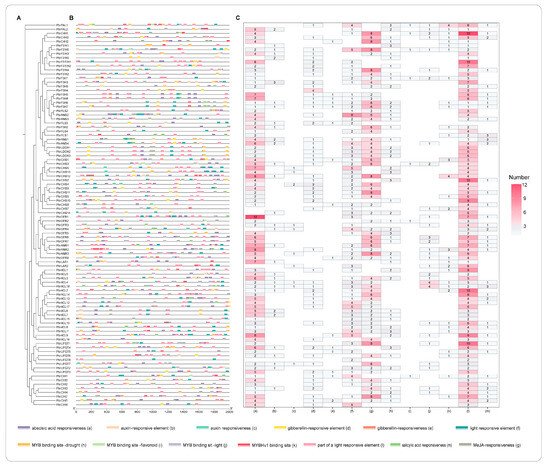 Genome-Wide Identification and Expression Analysis of Fifteen Gene ...