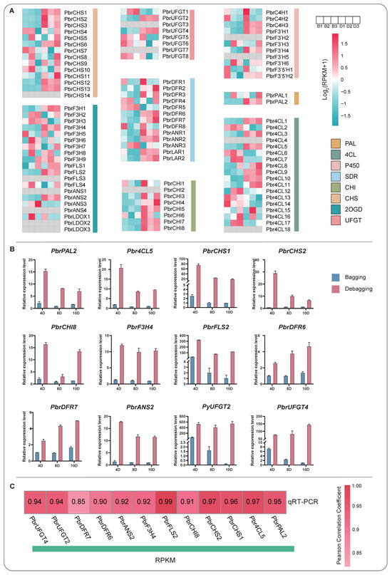 Genome-Wide Identification and Expression Analysis of Fifteen Gene ...