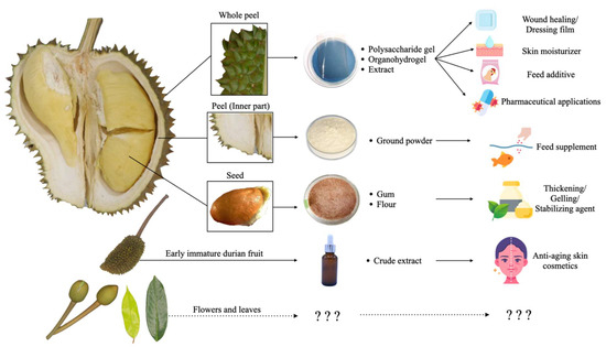 Durian (Durio zibethinus L.): Nutritional Composition, Pharmacological ...