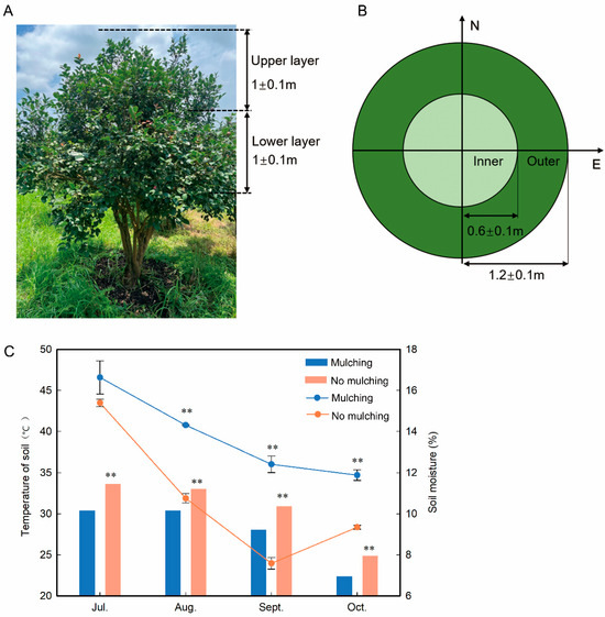 The Combination of High-Light Efficiency Pruning and Mulching Improves Fruit Quality and Uneven ...