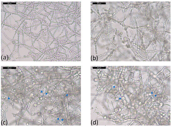 Influence of Foliar Treatment with Suspensions Rich in Trichoderma ...