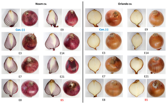 Horticulturae | Free Full-Text | Impact of Fusarium Species Composition ...