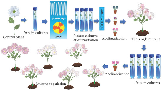Variations in Flower Color of Mutant Chrysanthemums