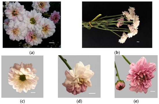 Variations in Flower Color of Mutant Chrysanthemums
