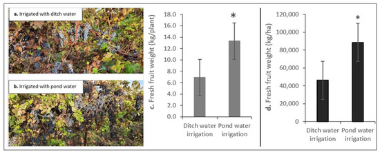 Fishpond Water Potential on Vineyard Soil Health: An Exploratory Study ...