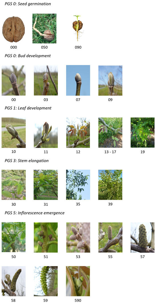 Description of Phenological Events of Persian Walnut (Juglans regia L ...