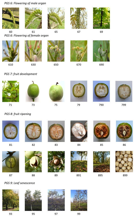Description of Phenological Events of Persian Walnut (Juglans regia L ...