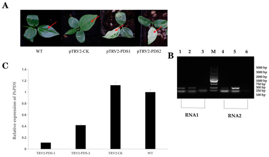 Establishment of a Virus-Induced Gene-Silencing (VIGS) System in ...