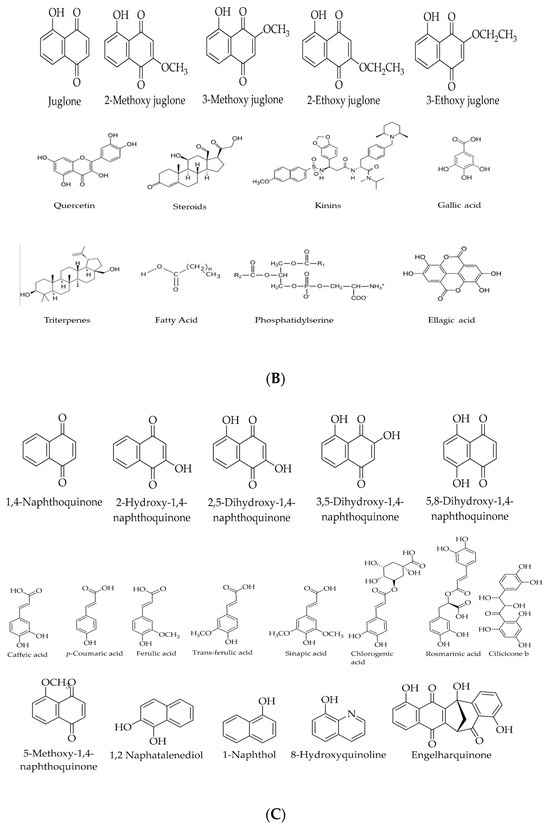 Global Perspectives on the Medicinal Implications of Green Walnut and ...