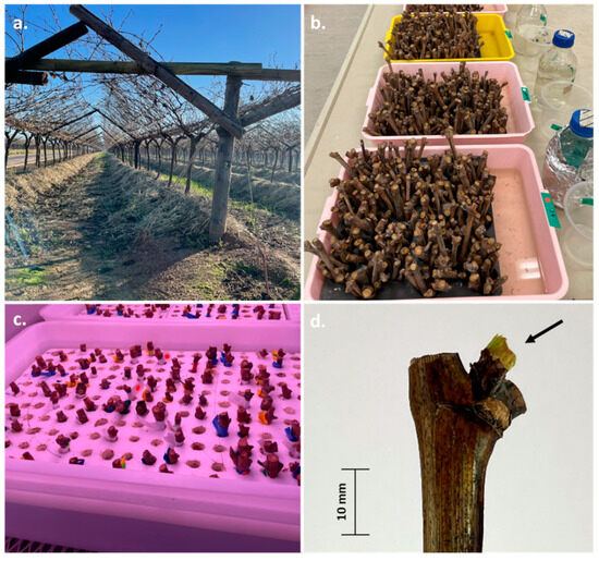 Plant Biostimulants Enhance Bud Break in Vitis vinifera Crimson ...