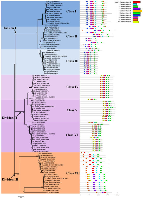 Chitin Synthases in Cordyceps militaris: Genome-Wide Gene ...