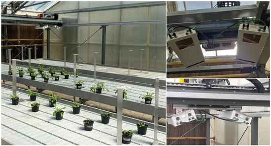 Precision Phenotyping of Wild Rocket (Diplotaxis tenuifolia) to ...