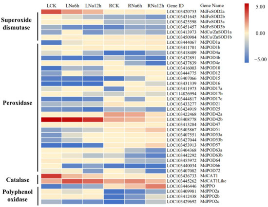 Horticulturae | Free Full-Text | Physiological Studies and Transcriptomic Analysis Reveal the ...