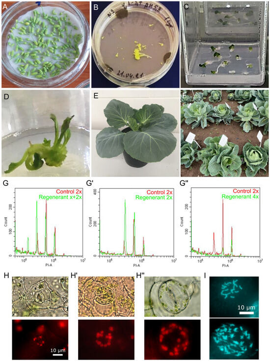 Spontaneous and Chemically Induced Genome Doubling and Polyploidization ...