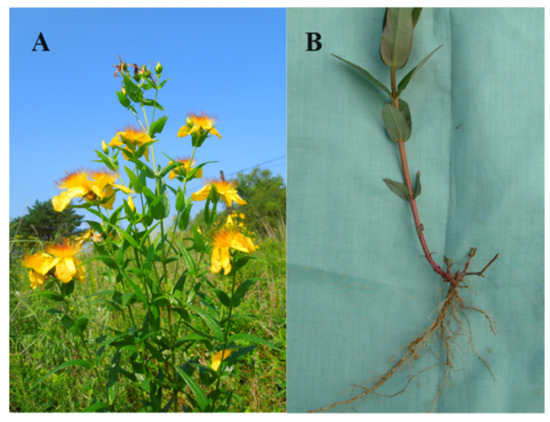 A Review of Traditional Applications, Geographic Distribution ...