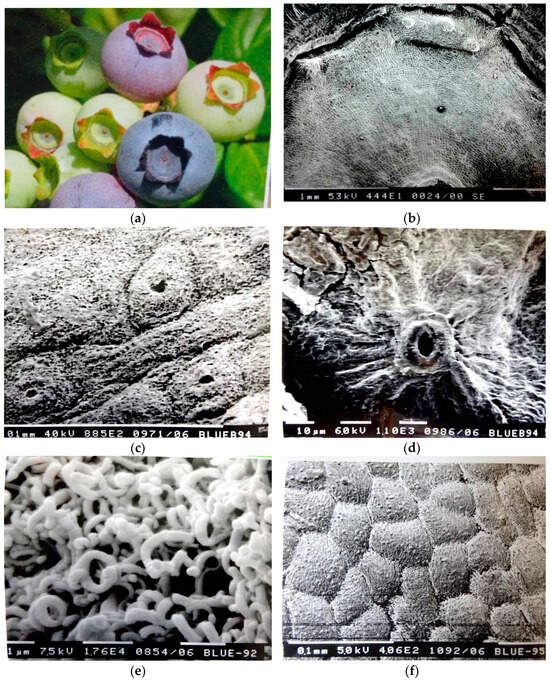 Structure and Function of Blueberry Fruit and Flowers: Stomata ...