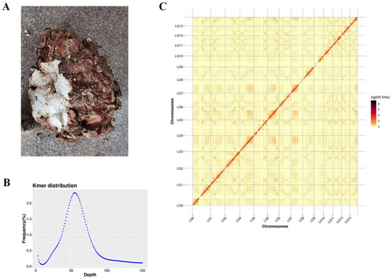 Chromosome-Scale Genome Assembly Provides Insights into Fresh Pine Wood ...