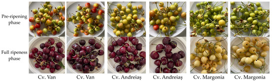 Horticulturae | Free Full-Text | Effects of Ripening Phase and Cultivar ...