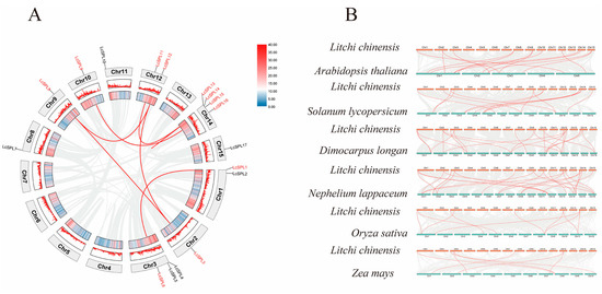 Genome-Wide Identification of Litchi SPL Gene Family and Expression ...