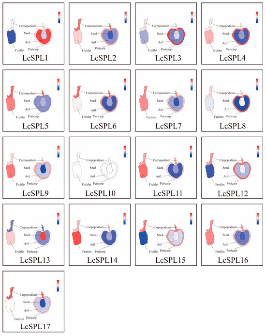 Genome-Wide Identification of Litchi SPL Gene Family and Expression ...