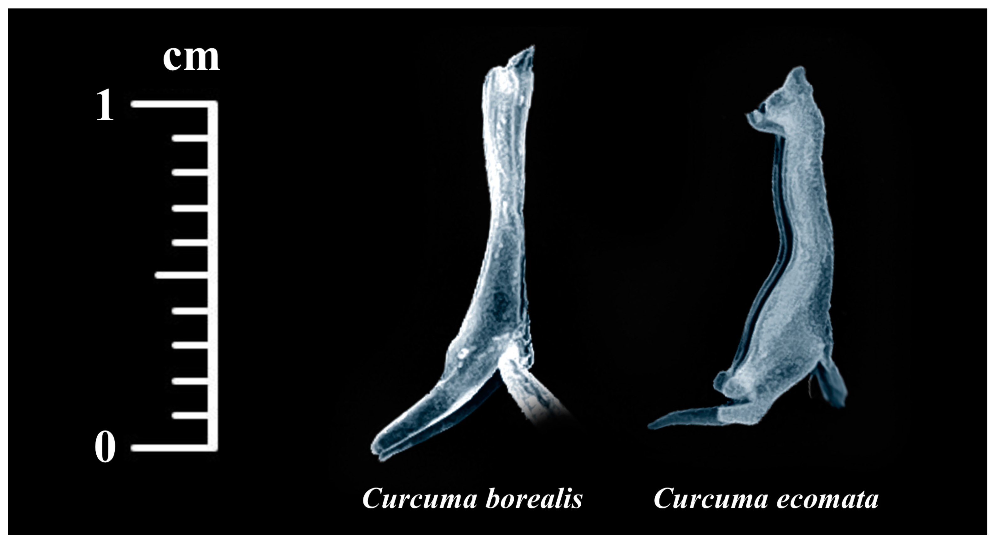 Curcuma borealis sp. nov. and C. retrocalcaria sp. nov. (Zingiberaceae ...