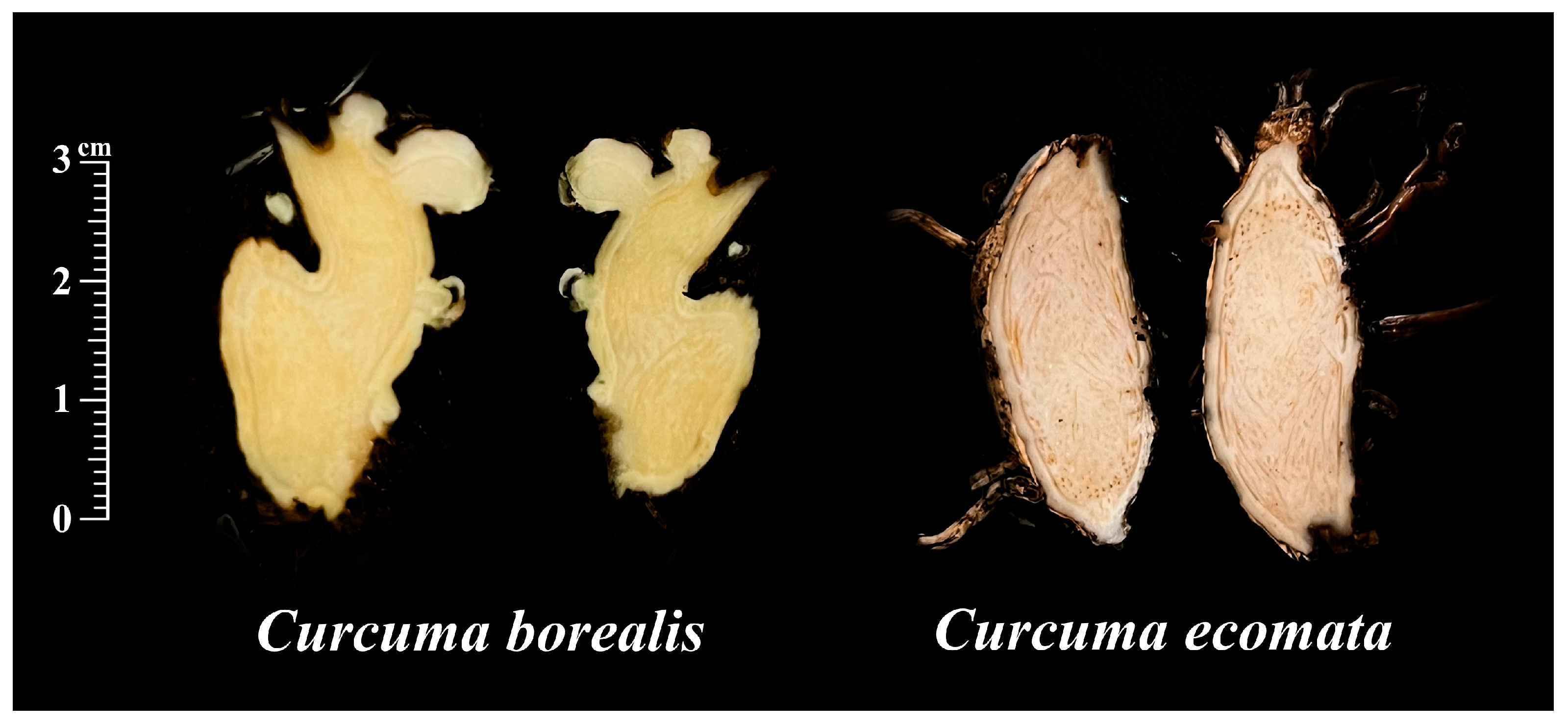 Curcuma borealis sp. nov. and C. retrocalcaria sp. nov. (Zingiberaceae ...