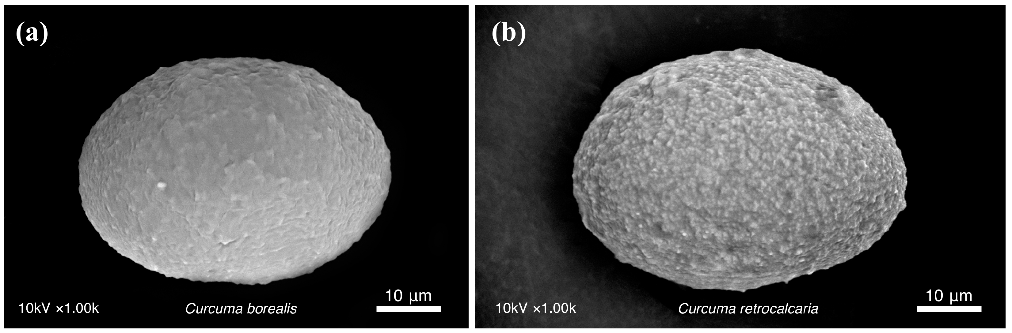 Curcuma borealis sp. nov. and C. retrocalcaria sp. nov. (Zingiberaceae ...