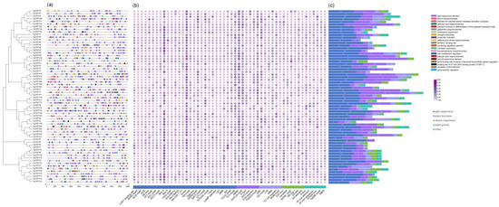 Genome-Wide Analysis of the TIFY Gene Family in Three Cymbidium Species ...