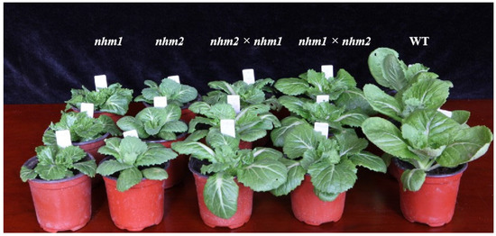 The Role of BrKS in Leafy Head Formation Was Confirmed by Two Allelic ...