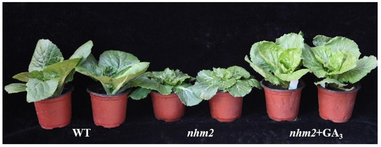 The Role of BrKS in Leafy Head Formation Was Confirmed by Two Allelic ...